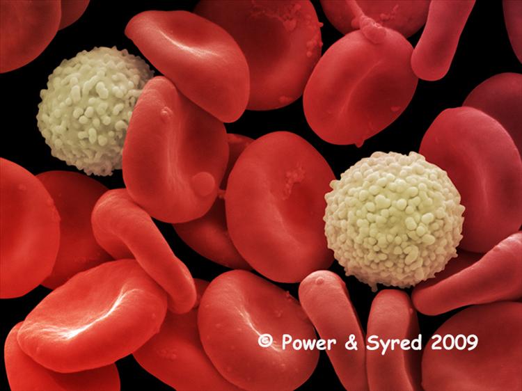 Pregnancy Health Info - Part 2 - Magnesium and Health