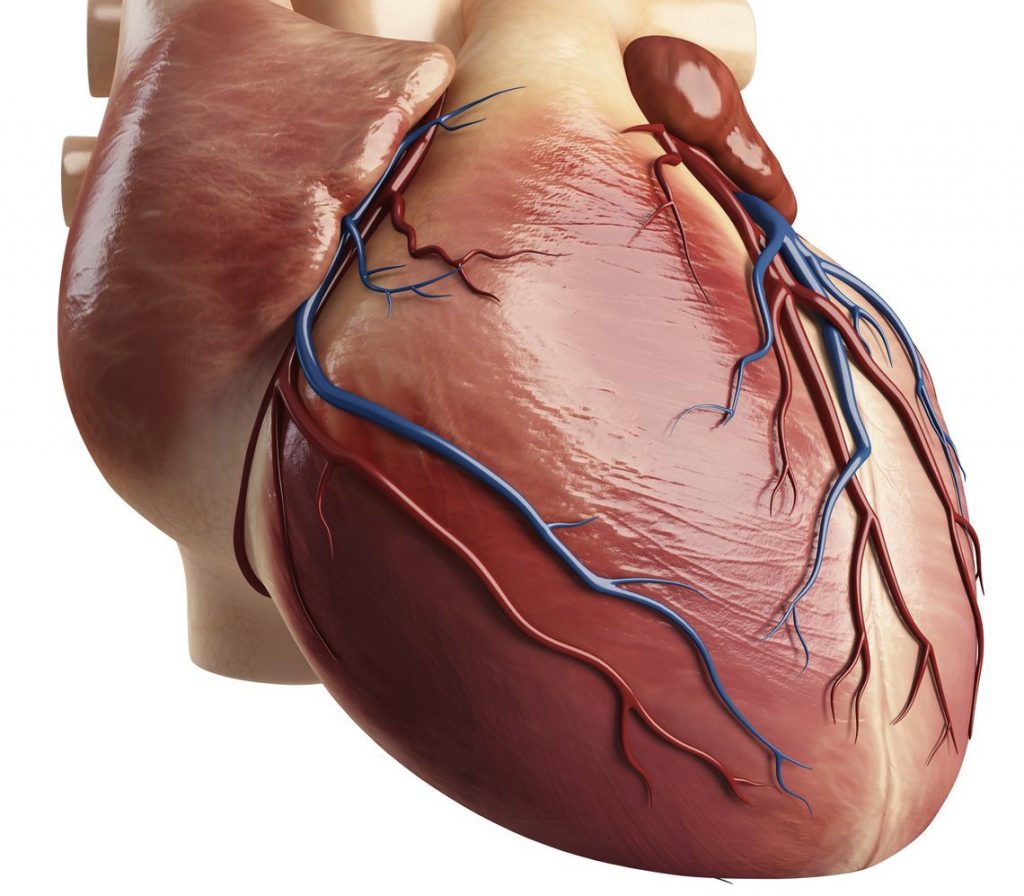 The Function of Mitochondria - Magnesium and Health